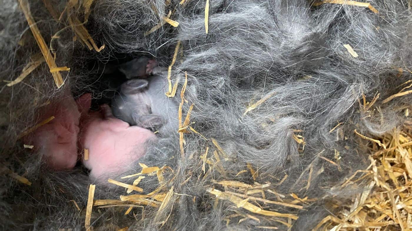 16 Best Meat Rabbit Breeds For Your Homestead | The Rustic Elk