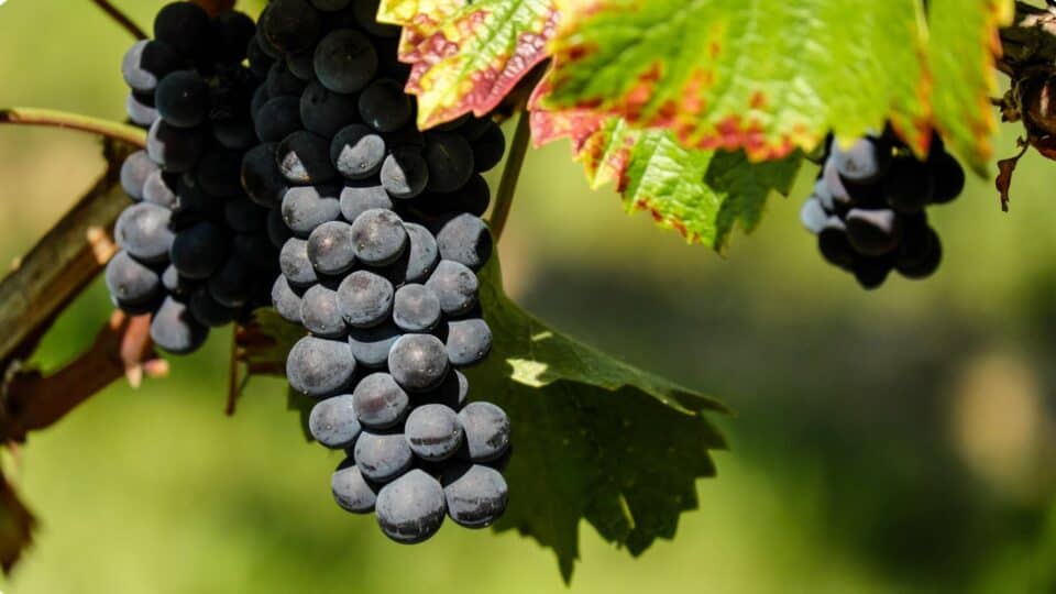 Foraging For And Using Wild Grapes | The Rustic Elk