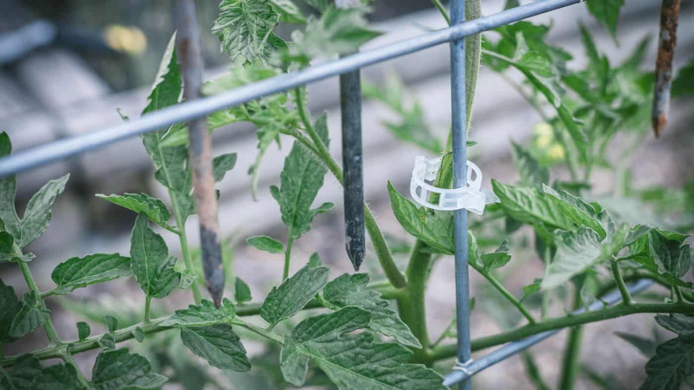 Best DIY Tomato Trellis To Support Tomatoes | The Rustic Elk